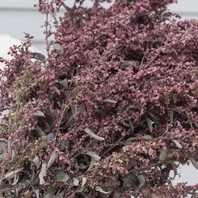 Atriplex Red Plume – Holland Flower Farm