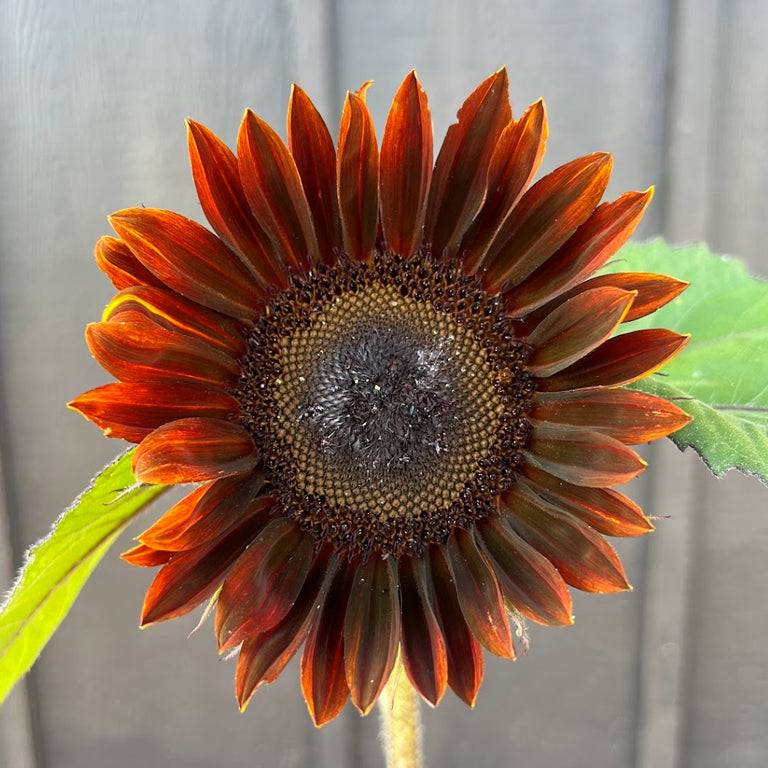 Sunflower - Chocolate – Holland Flower Farm